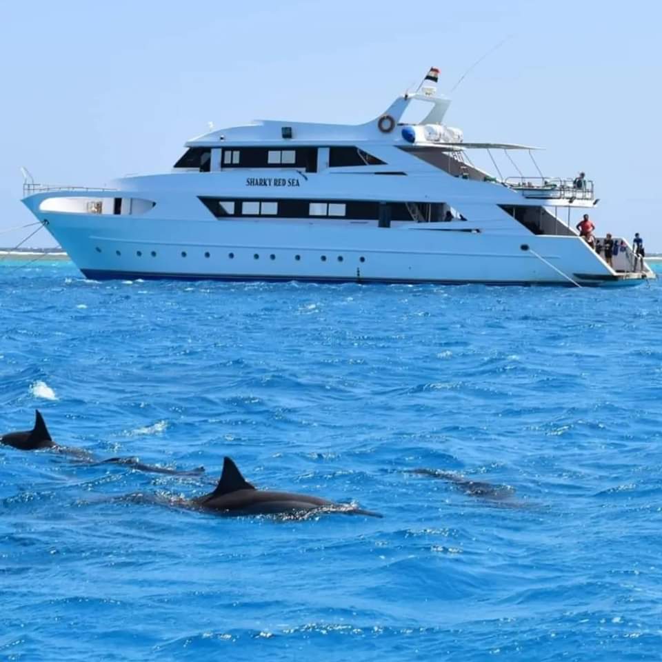Sharky Red Sea unsere Nr. 1 Delfintouren
